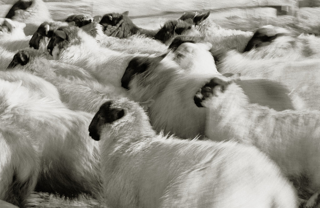 Galloping Sheep poster – SONAS Multimedia